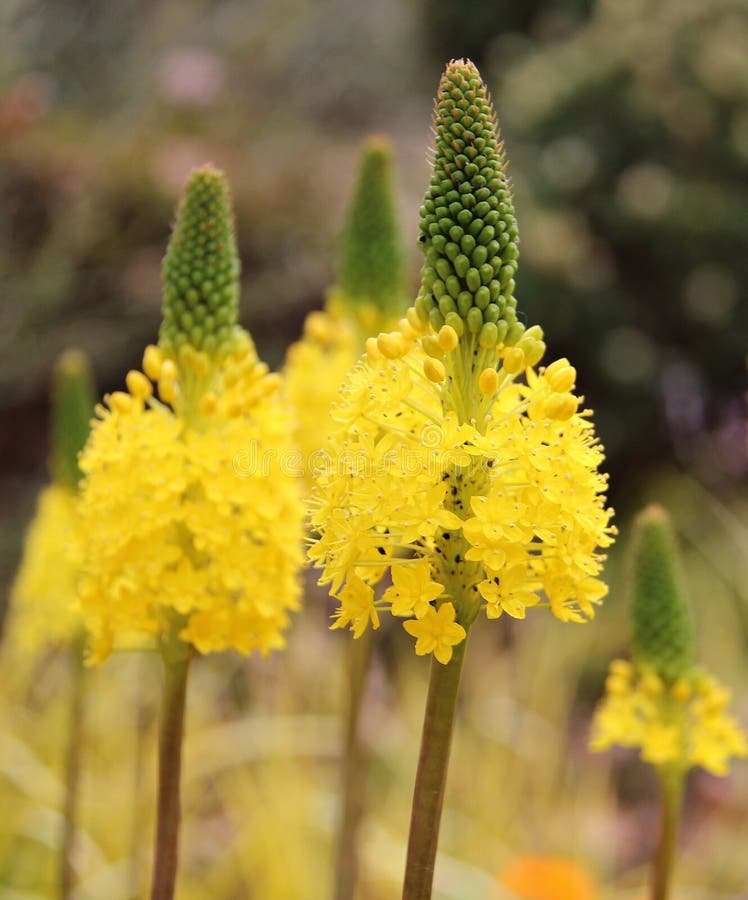 168 Eremurus Macro Stock Photos - Free & Royalty-Free Stock Photos from ...