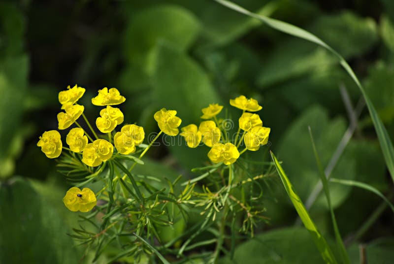 Yellow euphorbia stock image. Image of annual, poinsettia - 89829197