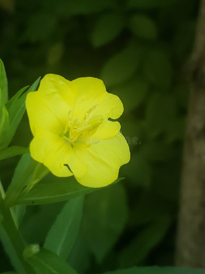 Yellow Evening Primrose Flower Stock Image - Image of nature, flower ...