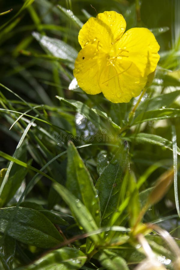 Yellow Evening Primrose stock photo. Image of yellow - 225473024