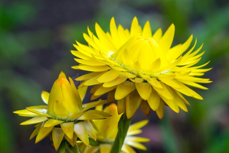Yellow Everlasting Daisy Moody Spring Background Stock Photo - Image of ...