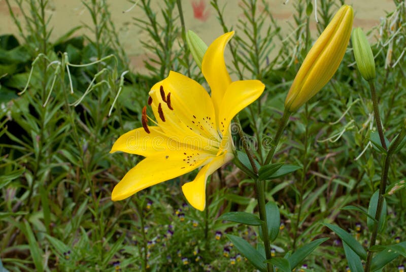 Yellow Exotic Lilly stock image. Image of beauty, natural - 96343973