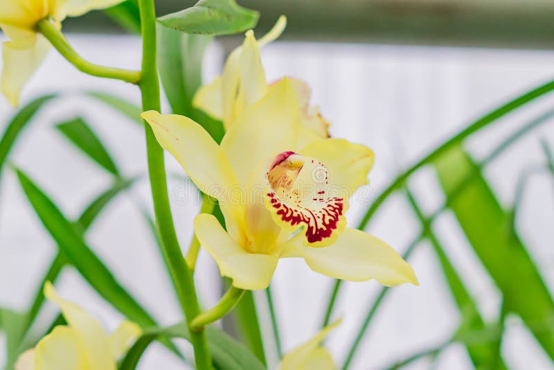 Yellow Exotic Orchid Flowers in Botanical Garden Stock Photo - Image of ...