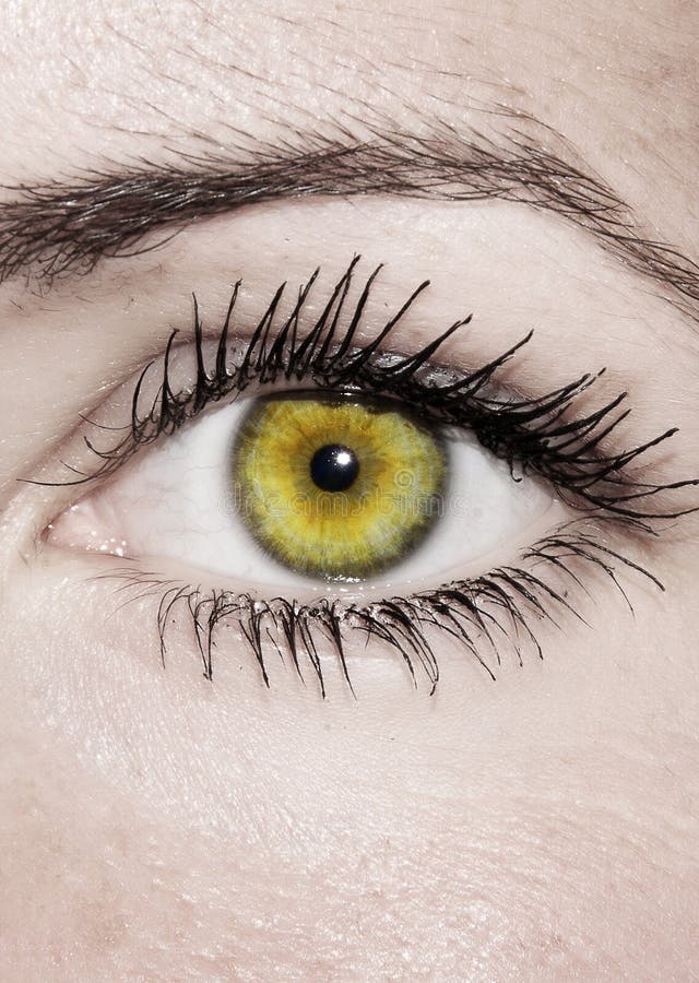 Yellow Eye - Beautiful, Feminine Stock Photo - Image of beautiful ...
