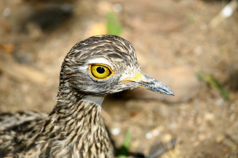 Yellow Eyes Picture. Image: 9177711