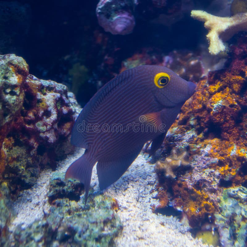 Yellow-Eye Tang stock photo. Image of saltwater, seawater - 30174642