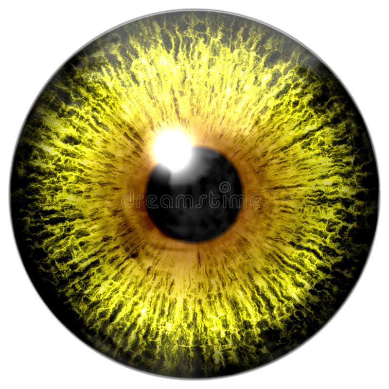 Yellow eye texture stock photo. Image of isolated, light - 118702160