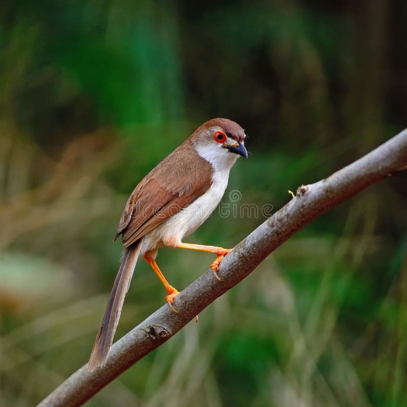 Yellow-eyed Babbler stock image. Image of environment - 32806579