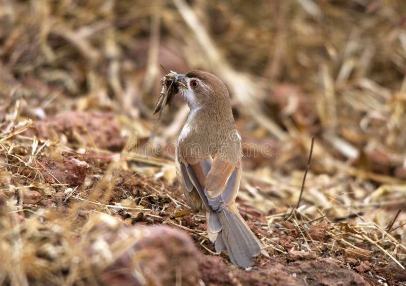 Yellow Eyed Babbler Chrysomma Sinense Stock Photo - Image of little ...