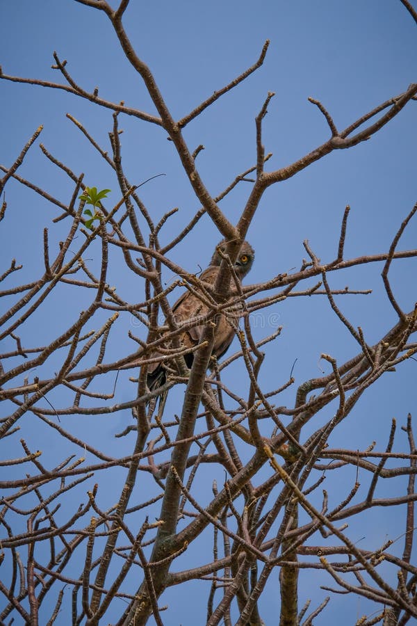Yellow eyed bird in a tree stock image. Image of african - 171380029