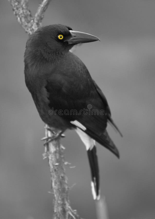 Black Currawong stock photo. Image of australia, dark - 1443122