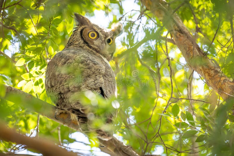 The Yellow Eyed Great Horned Owl Resting in the Tree Stock Image ...