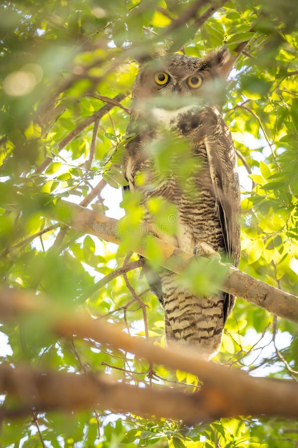 The Yellow Eyed Great Horned Owl Resting in the Tree Stock Image ...
