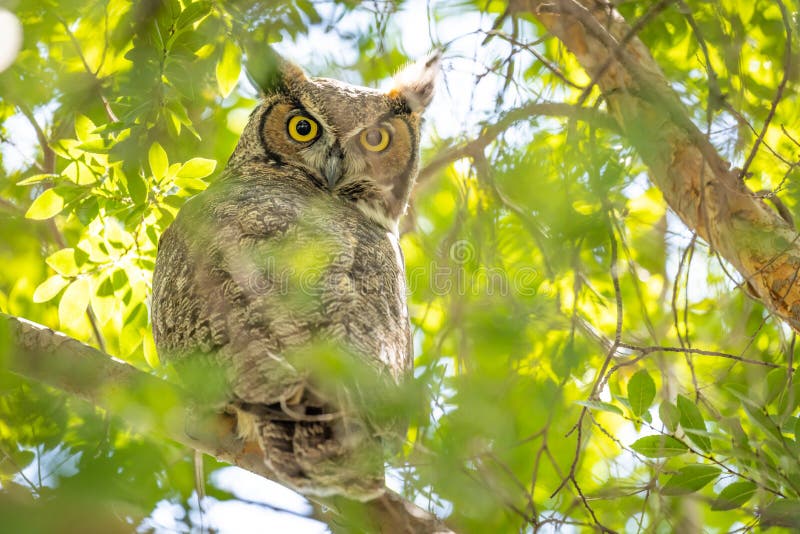 The Yellow Eyed Great Horned Owl Resting in the Tree Stock Photo ...