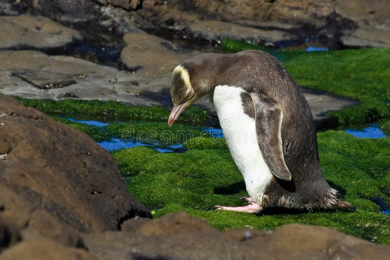 Yellow Eyed Penguin with Craned Neck Stock Image - Image of eyed ...