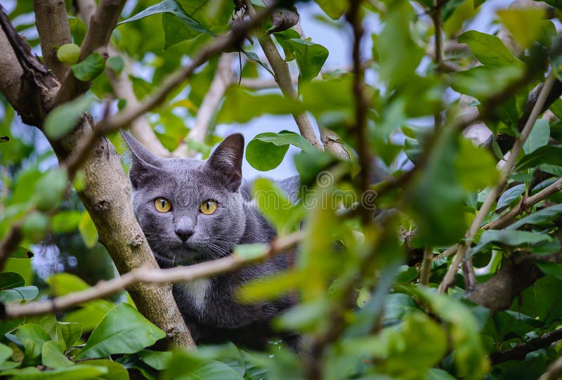 Yellow eyes cat on a tree. stock image. Image of green - 84161673
