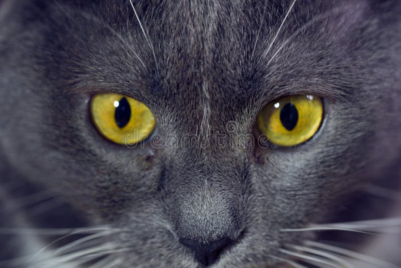 Yellow eyes grey cat stock image. Image of cute, closeup - 81733643