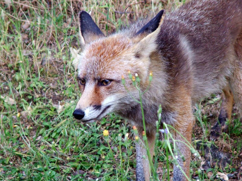 Hungry Fox stock photo. Image of animals, hungry, foxy - 29812586