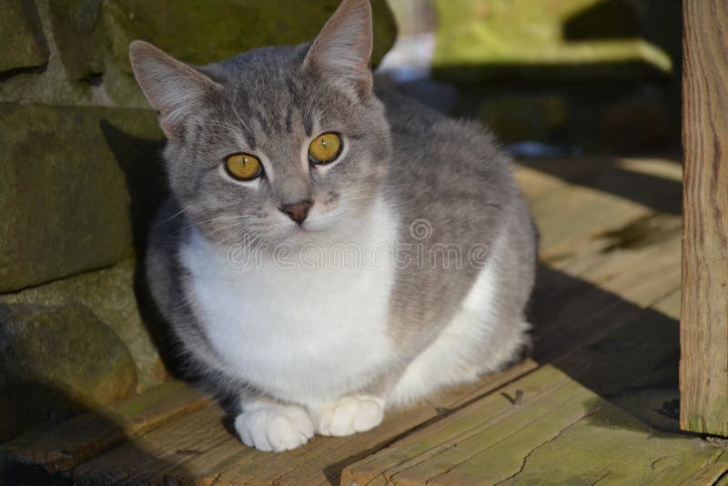 Yellow eyes stock image. Image of ranch, yellow, small - 108101391