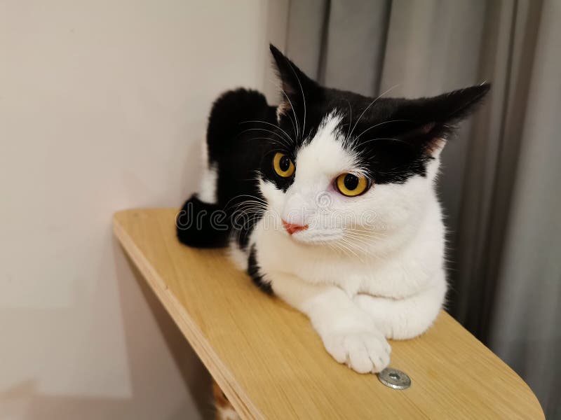 Texedo Cat Stock Photos - Free & Royalty-Free Stock Photos from Dreamstime