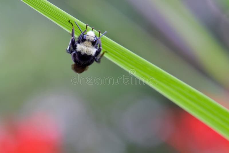 Yellow Face Bumblebee 02 stock photo. Image of crocosmiiflora - 252532642