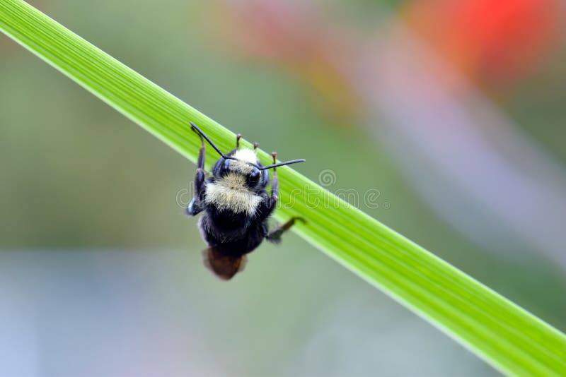 Yellow Face Bumblebee 06 stock photo. Image of montbretia - 252532664