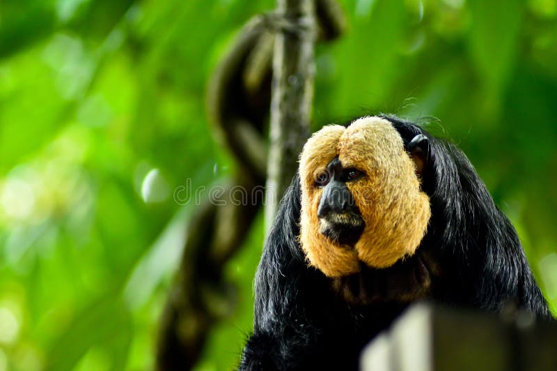 Yellow Face Saki Monkey stock photo. Image of climb - 111626860