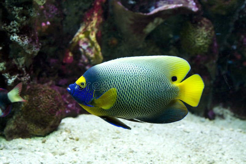 Yellow Faced Angelfish Swimming Stock Photo - Image of side, tail: 4762920