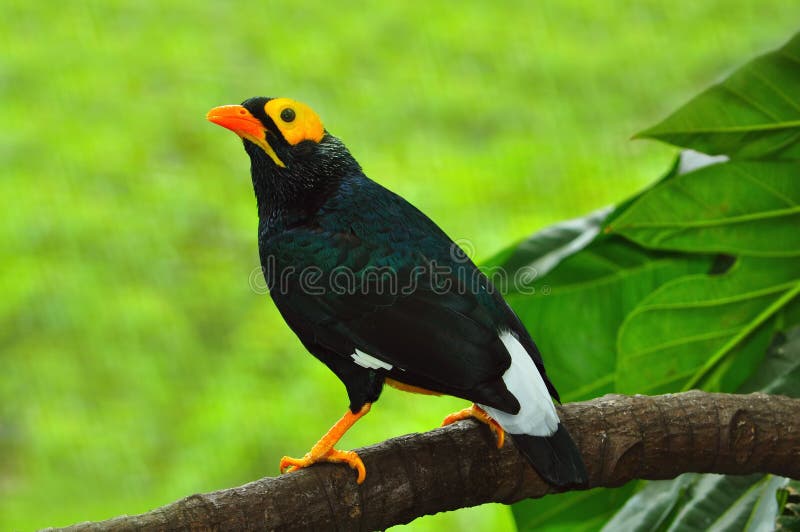 Yellow-faced myna stock image. Image of orange, distinctive - 19107577