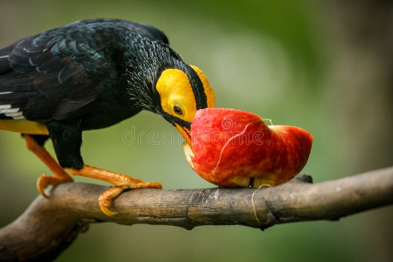 Yellow-faced Myna in Aviary Park Stock Image - Image of mino, park ...