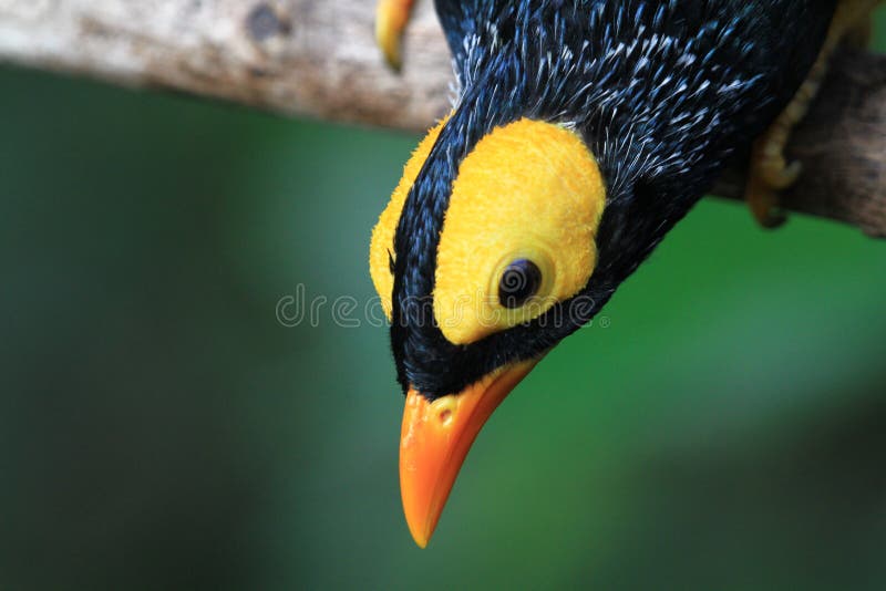 Yellow Faced Myna Perched on a Tree Branch. Stock Photo - Image of ...