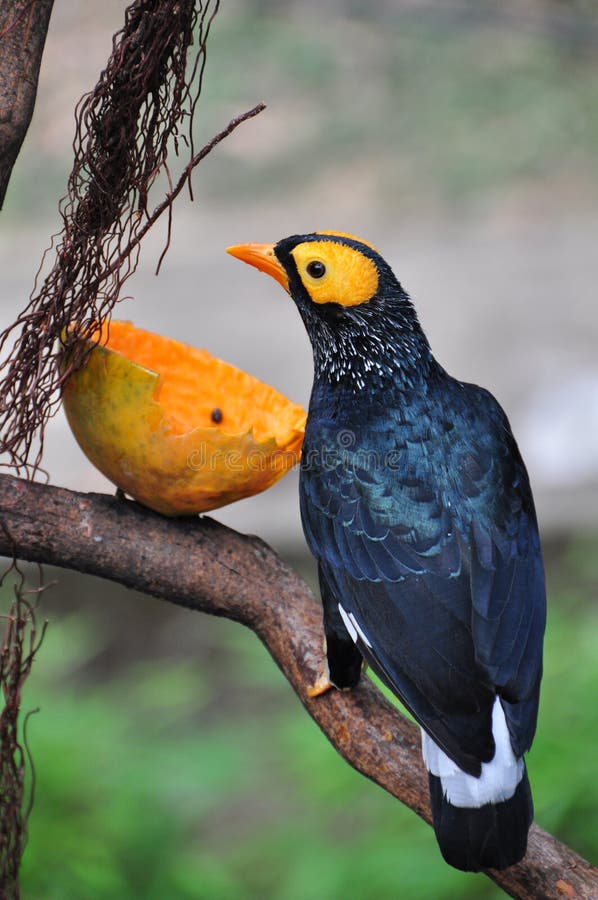 Yellow-faced Mynah stock photo. Image of kong, park, mynah - 8562884