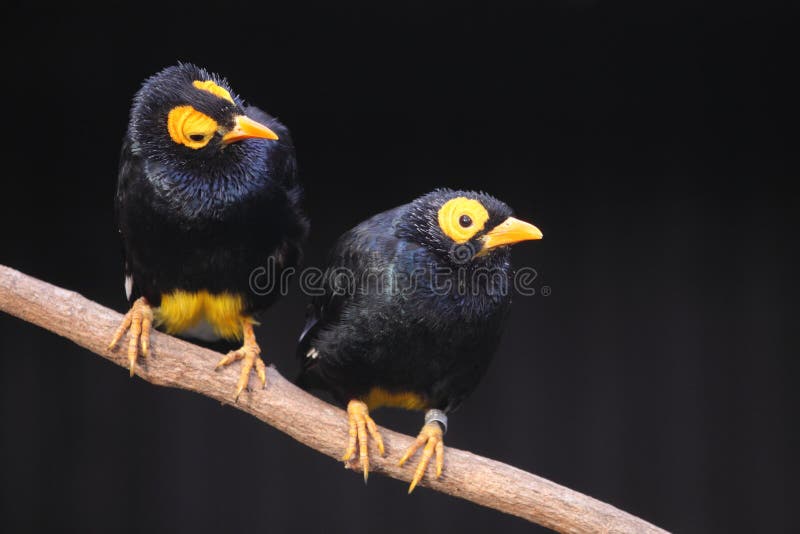Yellow-faced mynas stock image. Image of omnivorous, wild - 21502513