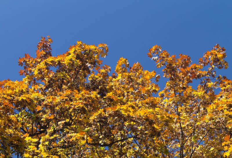 Yellow fading tree leafs stock image. Image of leafs - 61402871