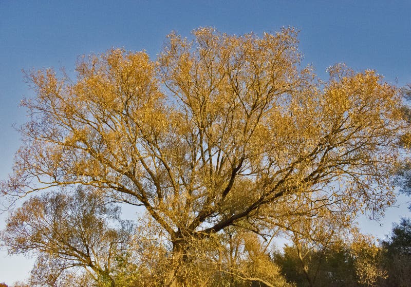 Colored autumn stock image. Image of yellow, autumn - 102353457