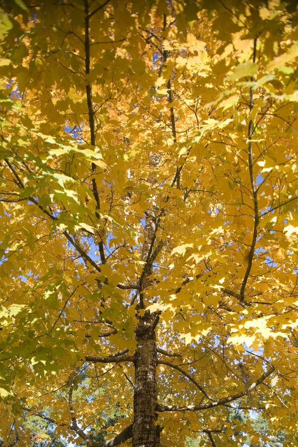 Yellow fall foliage 1 stock photo. Image of colorful, leaves - 1861250