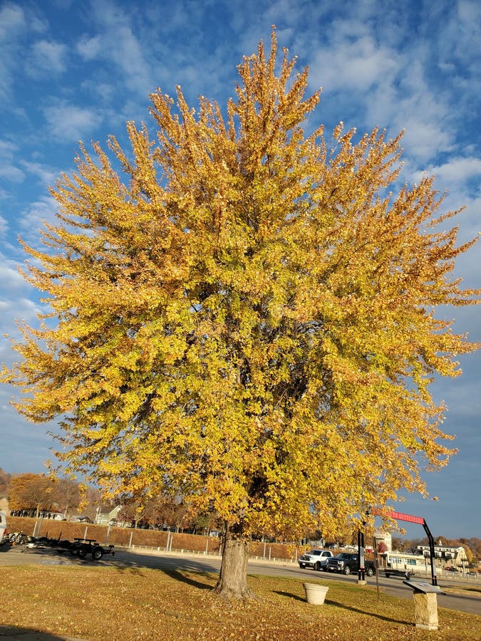 Yellow fall foliage stock image. Image of plant, produce - 267511655
