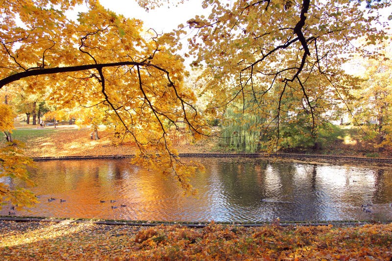 Yellow fall stock image. Image of bright, outdoors, bush - 34405449