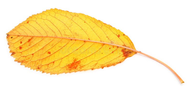 Yellow fall leaf stock image. Image of seasonal, yellow - 3589641