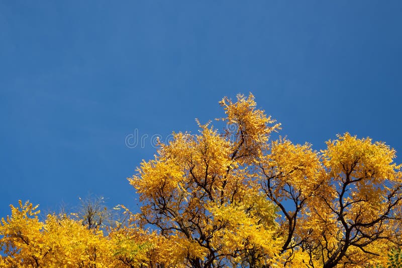 Yellow Fall Leafs and Branches of Trees Over the Blue Sky Stock Image ...