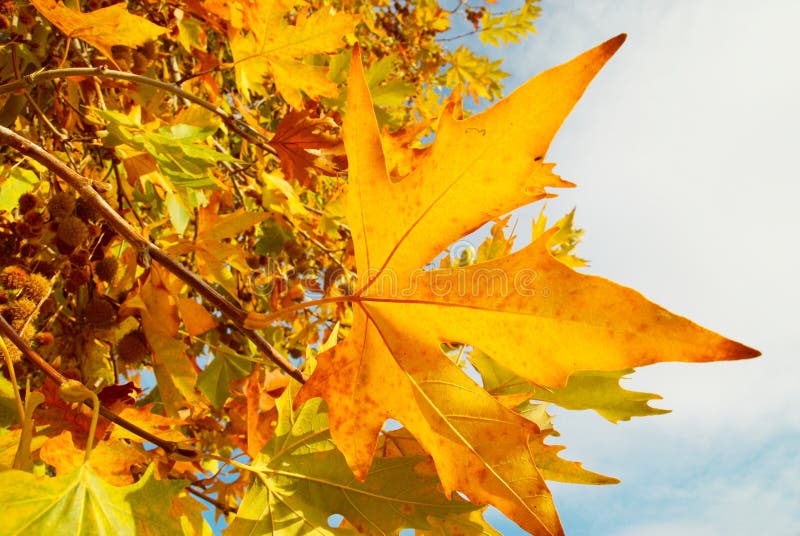 Yellow fall leaves. stock photo. Image of october, background - 12170672
