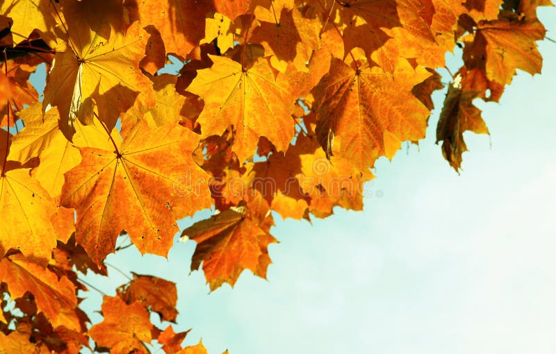 Yellow fall leaves. stock photo. Image of detail, growing - 12229768