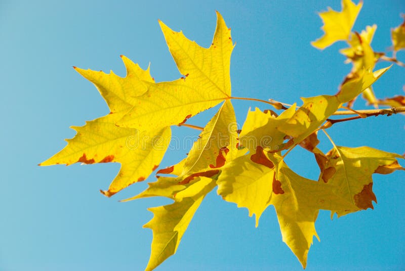 Yellow fall leaves. stock photo. Image of autumn, natural - 7361722