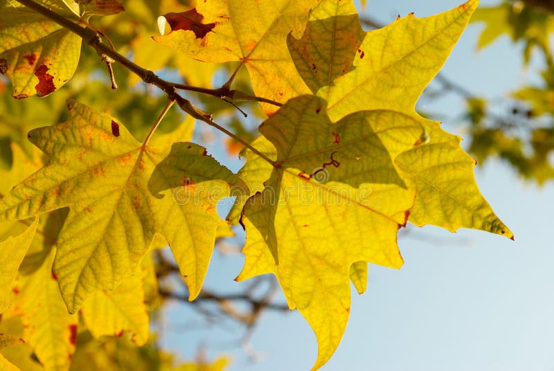 Yellow fall leaves. stock photo. Image of bright, foliage - 7361978