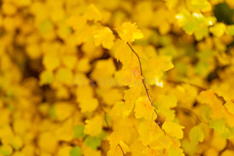 Yellow Fall Leaves on Branch. Macro of Yellow Fall Leaves Stock Image ...