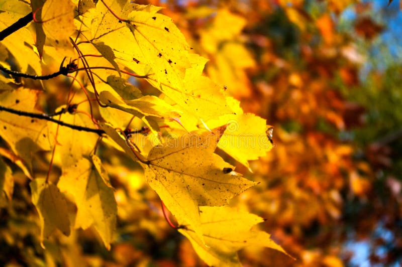 Yellow Fall Leaves stock photo. Image of background, foliage - 80234144