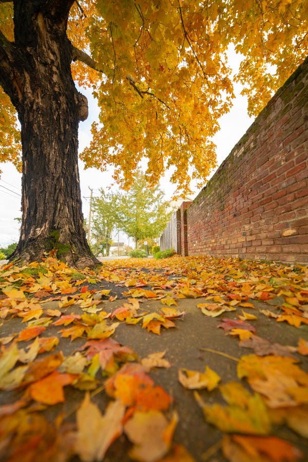 Yellow Fall Leaves on the Side Walk Stock Photo - Image of footpath ...