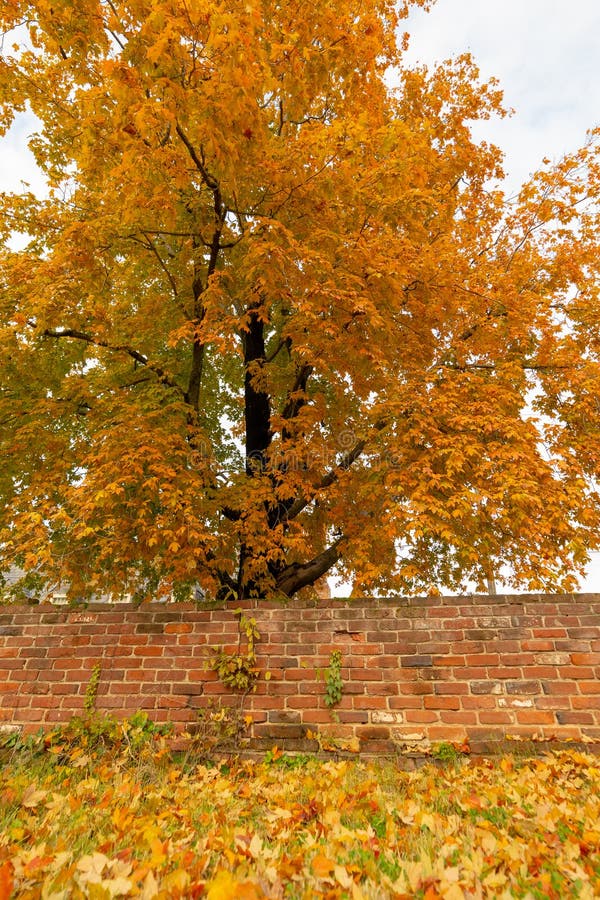 Yellow Fall Leaves on the Side Walk Stock Image - Image of background ...