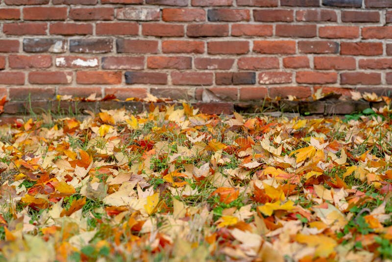 Yellow Fall Leaves on the Side Walk Stock Image - Image of landscape ...