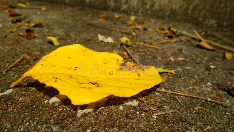 Yellow fall leaves stock image. Image of rock, plant - 189106465